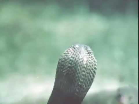 Кобра и мангуст смертельная битва. Почему мангуст побеждает кобру? Может ЭВМ подскажет?