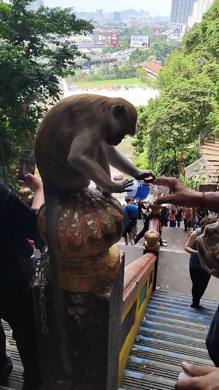 Наглые обезьяны в пещере Бату (Куала-Лумпур, Малайзия)