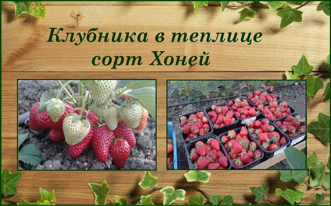 Клубника в теплице ранний сорт Хоней