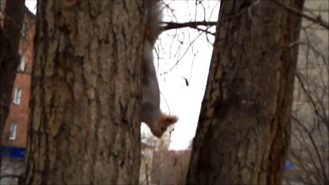 БЕЛКА в ГОРОДЕ. ВИДЕО для НАСТРОЕНИЯ