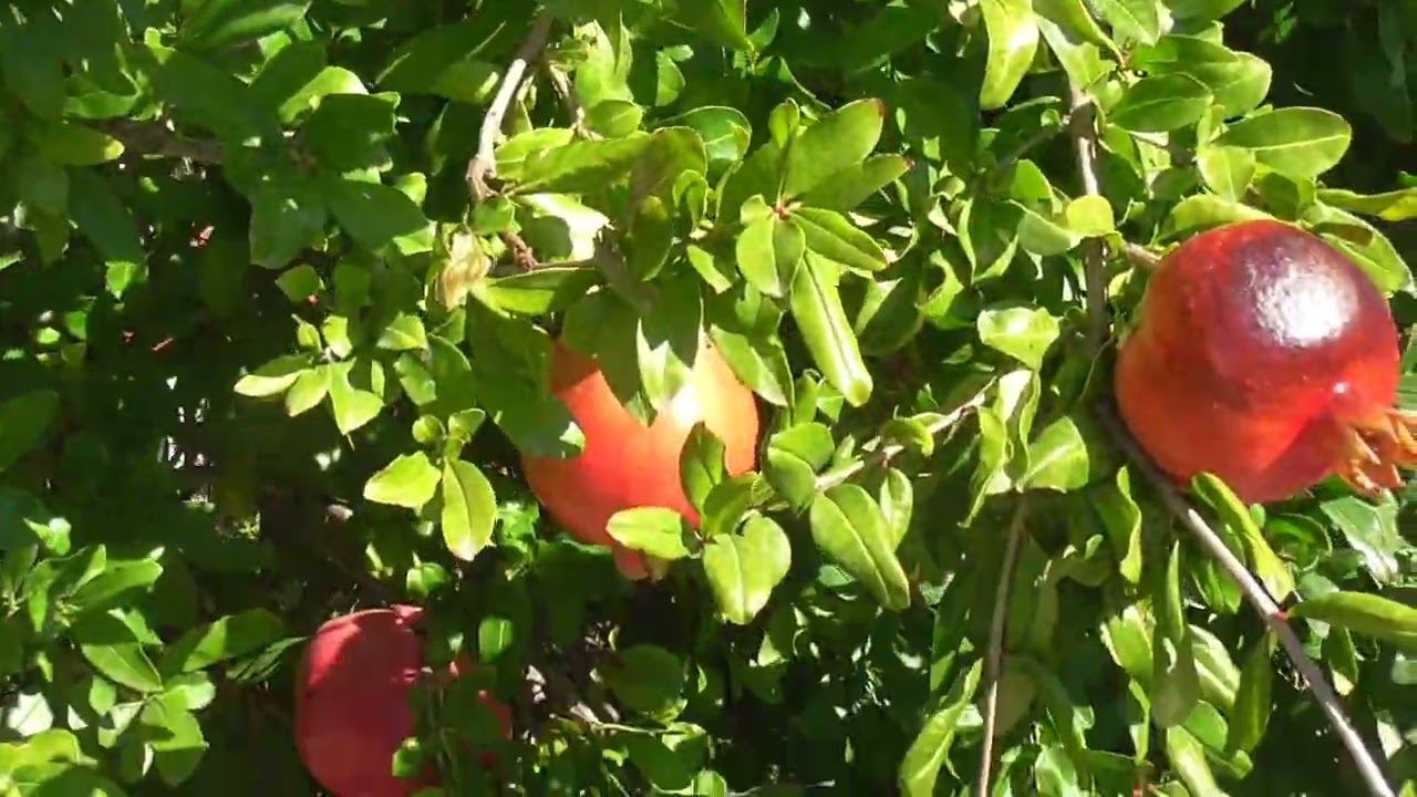 Новоотрадное в выходной 15 10 2023