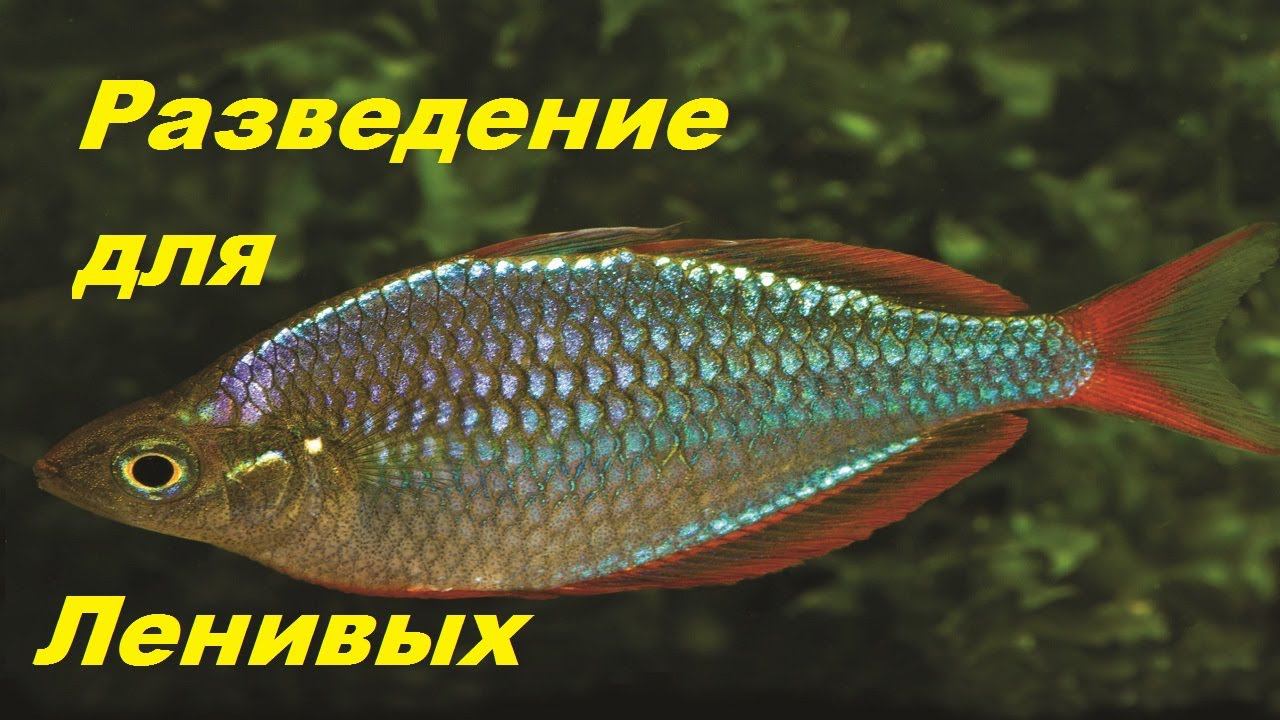 Радужные рыбки. Ленивое разведение. (Архив от 25.02.2023)