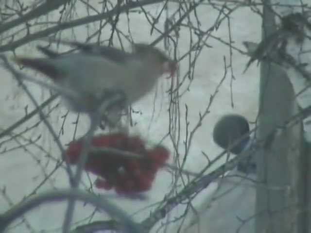 Свиристели в Татарии