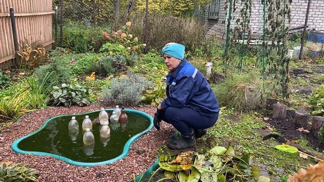 Готовлю прудик с карасями и нимфеей к зимовке, а розы с черенками лаванды к укрытию спанбондом.