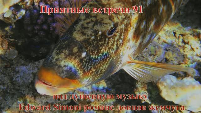 Приятные встречи 91 Летрин желтогубый под душевную музыку Edward Simoni романс ловцов жемчуга