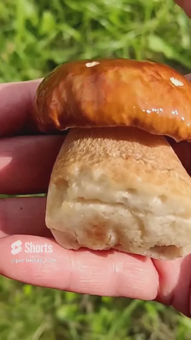 Белые грибы с картошкой. Очень вкусно! Porcini mushrooms with potatoes. Very tasty!