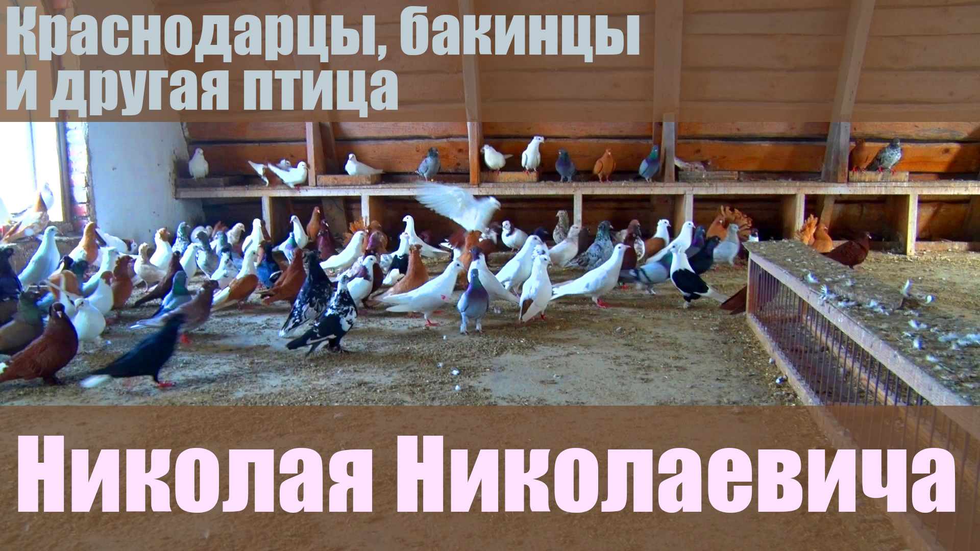 Краснодарская, бакинская и другая птица Николая Николаевича