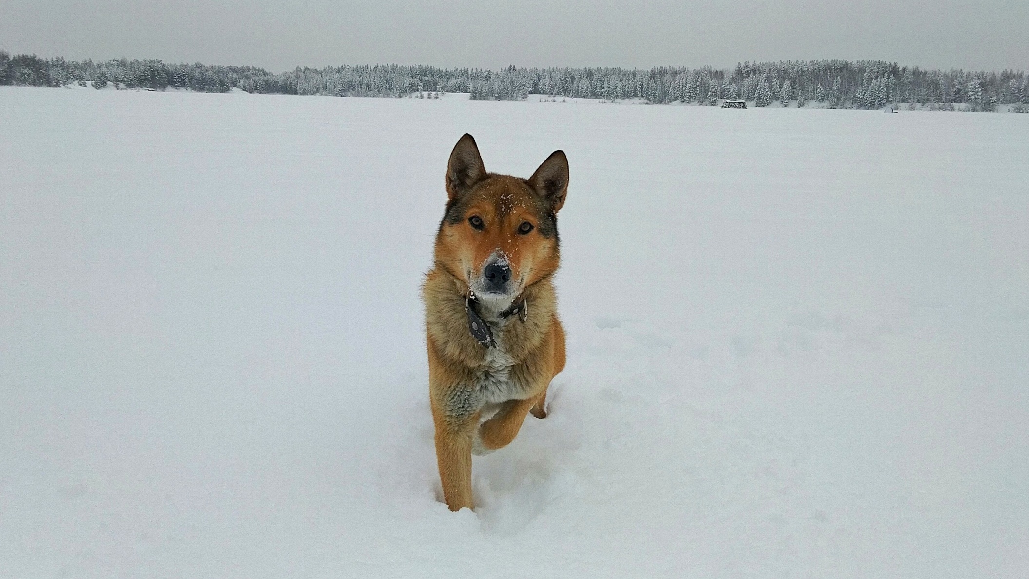 пришлые волки атаковали моих собак 2023.02.06