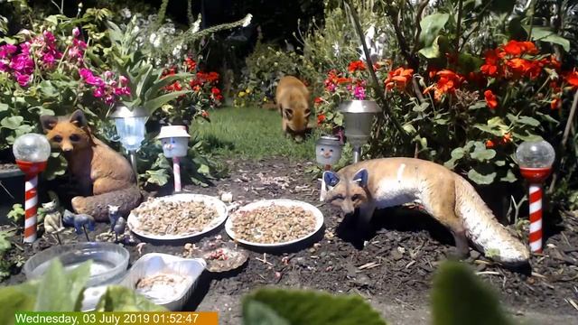 Лисийрай Дублин Ирландия Прямая трансляция. Лисы и новый Куб.(Foxheaven Dublin Ireland Live stream.)