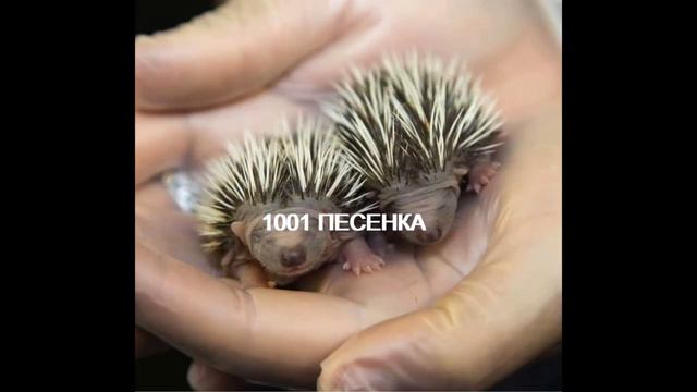 ПЕСЕНКА маленький ежик четвероножик по лесу идет песенку поет фуфти-фуфти-фуфти -фу (3 раза)