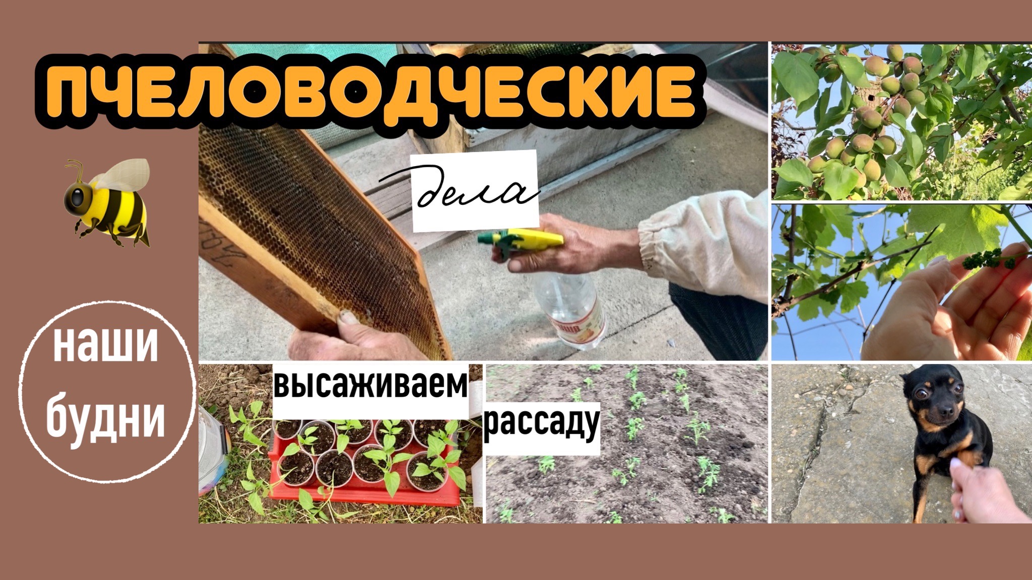 Пчеловодческий сезон/Малыши на прогулке/ Рассада высажена/