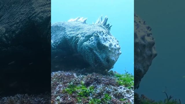 Морская игуана