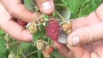 Малина красная ремонтантная, сорт Евразия