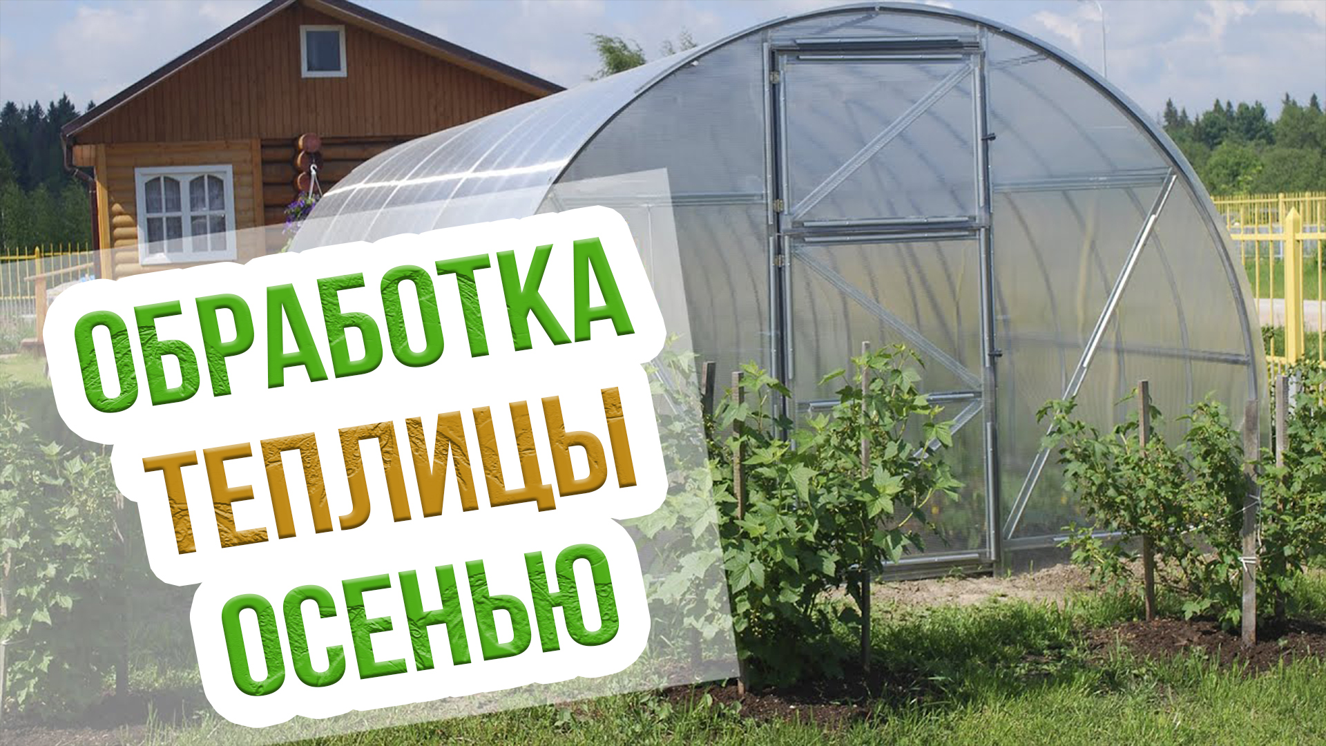 Правила обработки теплицы осенью. Как бороться с белокрылкой и клещом в теплице?