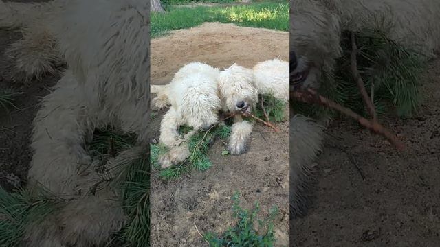 Талисман и оберег🥰🥰🥰