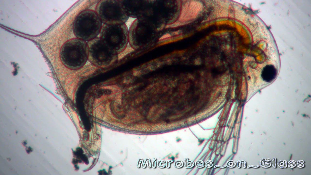 Дафния под микроскопом