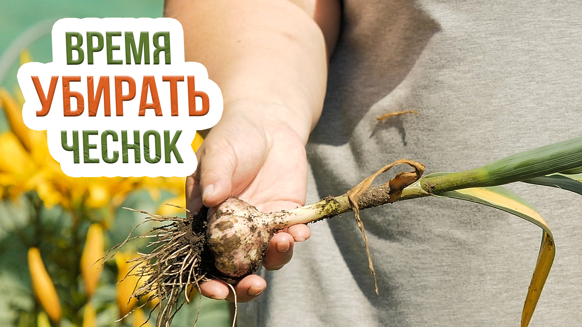 Особенности уборки озимого чеснока. Когда убирать озимый чеснок?