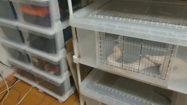 Жуткое землетрясение и  змеи...