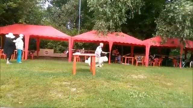 Наши домашние питомцы.Южнорусская овчарка Кубок РКК Москва 12 07 2020