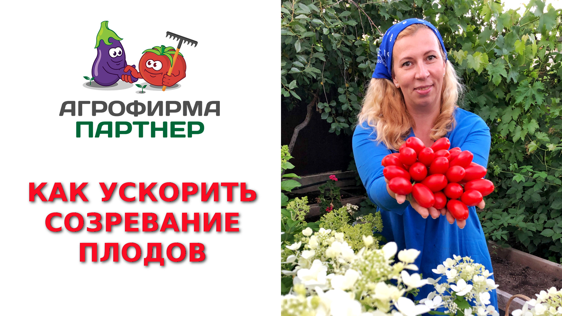 КАК УСКОРИТЬ СОЗРЕВАНИЕ ПЛОДОВ