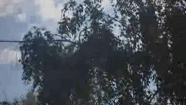 Белка прыгает по веткам 365948 DSCN5630