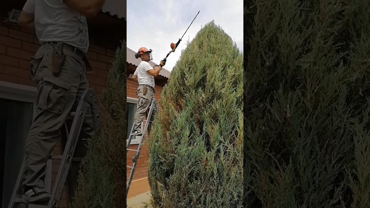 Стрижка можжевельника делаем всегда с защитой лица #шортс #дача #сад #садовник
