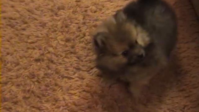 Шпицы померанские