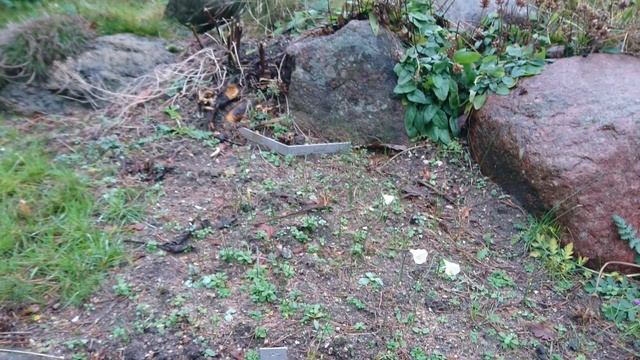 Нарцисс кантабрийский (лат. Narcissus cantabricus)  в ботаническом саду Орхус, Дания. 15 дек. 2021