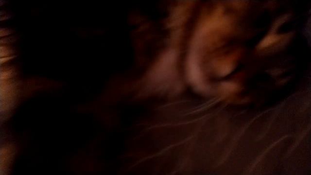 Кот-заместитель