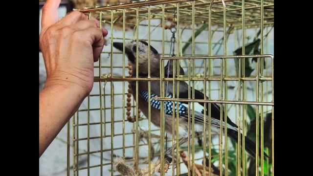 Любимцы Часть 5