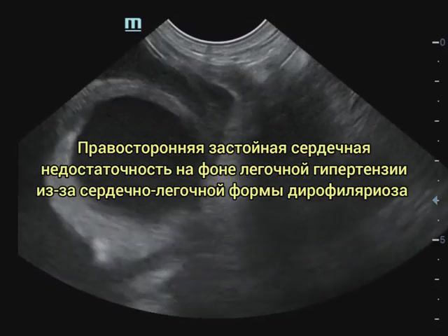 Дирофиляриоз у собаки | Асцит | ЭХО собаке