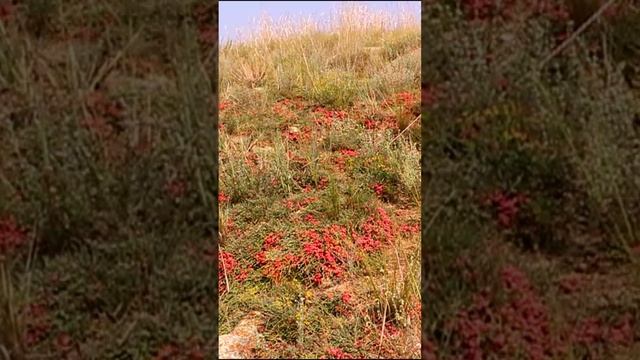 Ольхон. Плоды  эфедры. [ Природа озера Байкал. ]