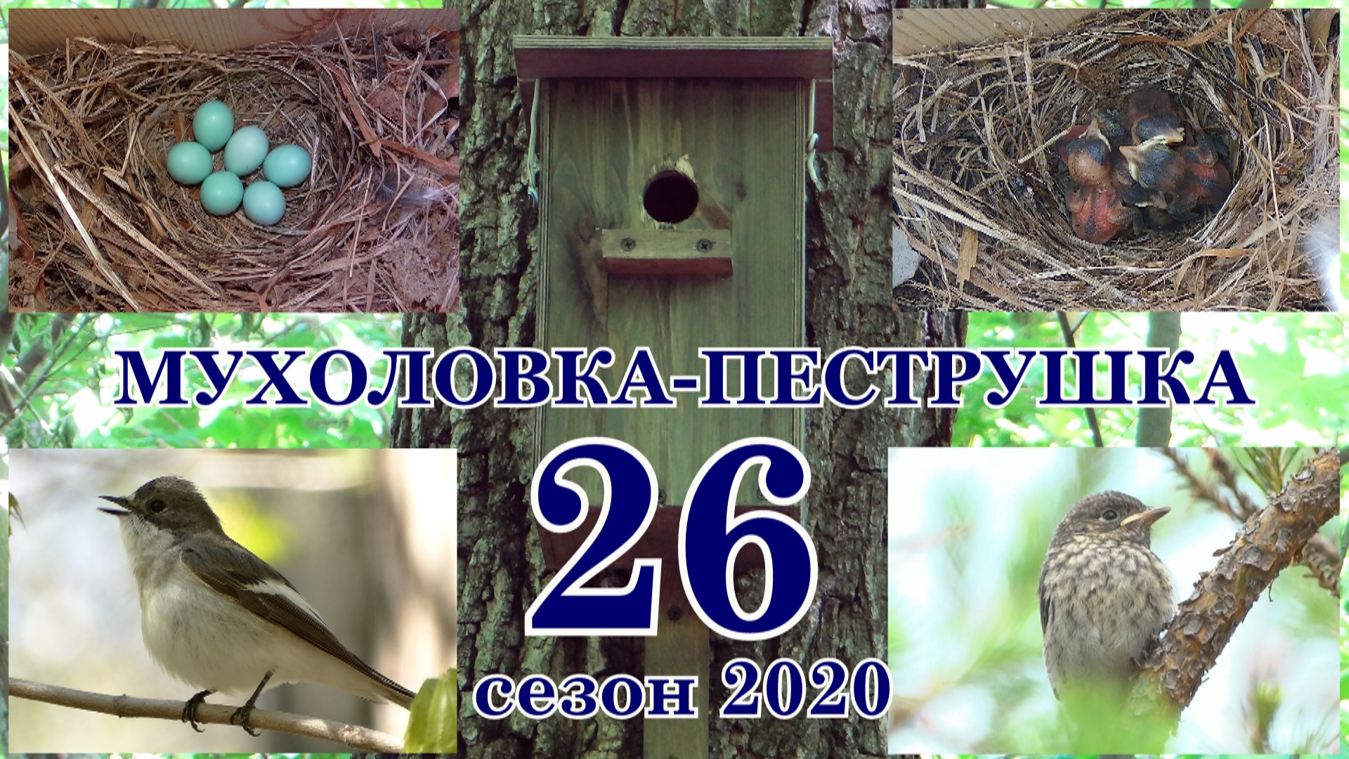 От гнезда до птенца. Хроника событий. Мухоловка-пеструшка. (Ficedula hypoleuca) 26 серия. Сезон 2020