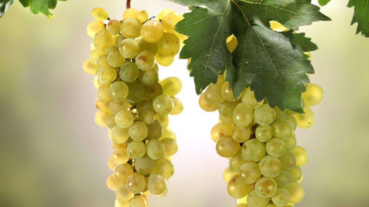 Как правильно обрезать виноград осенью - наглядное пособие