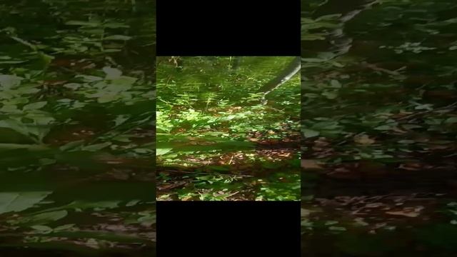 люблю грибочки собирать