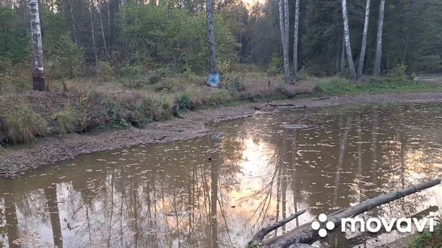 прогулка по окрестностям и пруд