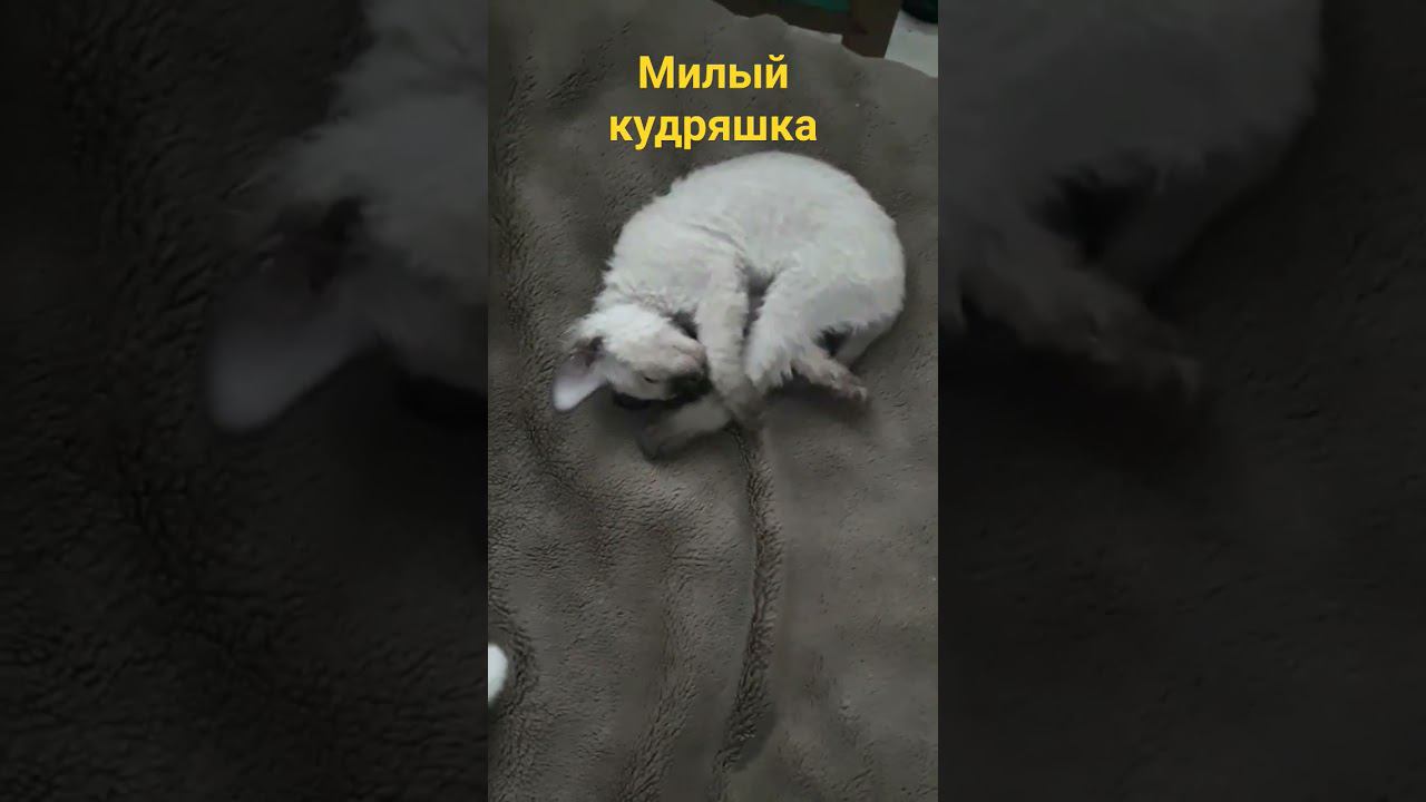 милый мой кудряшка