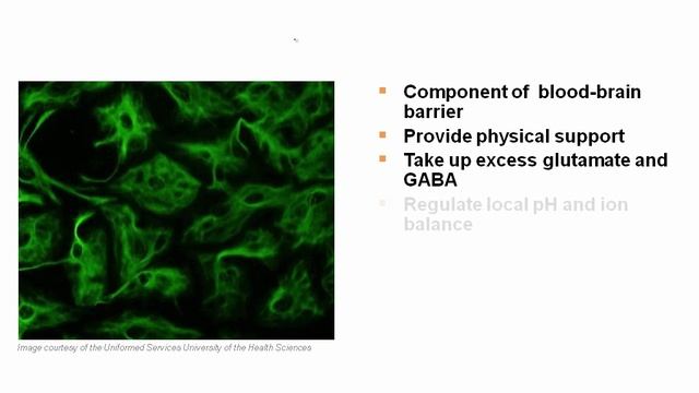 USMLE RX - 9.Неврология и спец.чувства - 1.Анат,физо - 1.Астроциты