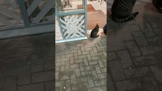 Кошка у магазина