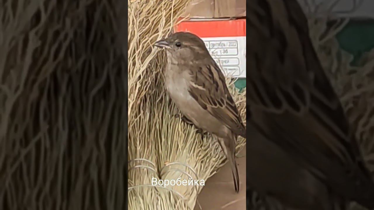 Воробей на рынке помогает продавцу веников