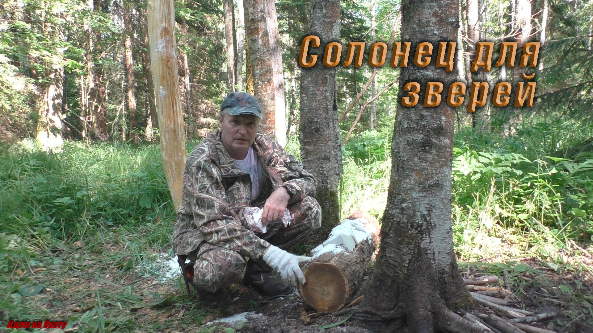 Делаю солонец. Мой первый опыт ч.1