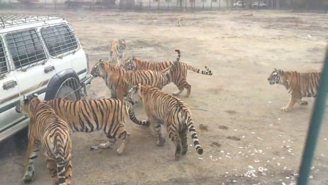 Амурские тигры атаковали машину с туристами