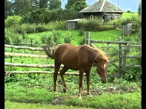 Яблочный Спас Беле