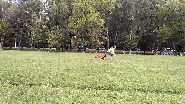 Ирина и малинуа Санни. Фризби-Фристайл..mp4