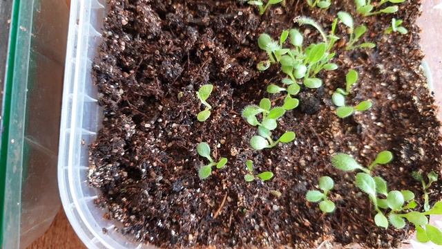 Янтарь в вашем саду. Найдите и посадите. Рудбекия Янтарь.