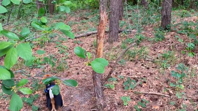 Жизнь и воспитание годовалого бигля. Первый лес и первый выстрелы. 2 серия
