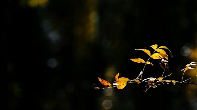 Josiah Barlow. Years Go By