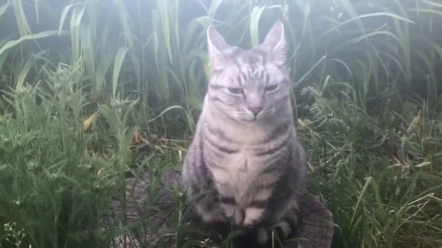 Дмитрий TV. Вытащил клеща из уха своего кота Тимофея. Видео живого  клеща.