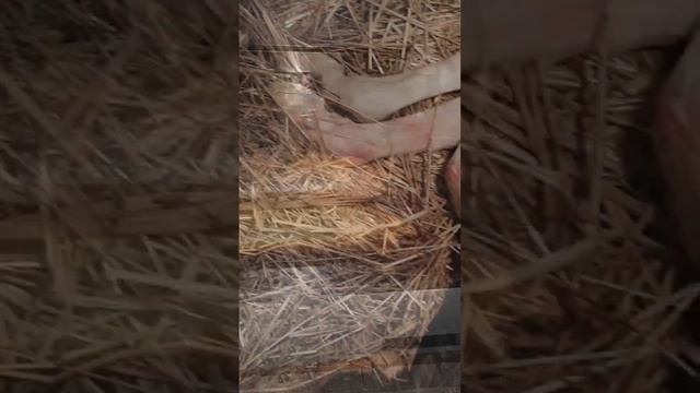 Здоровый телёнок - залог успеха)