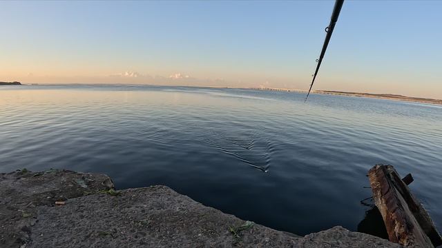 Бешеный черноморский сарган